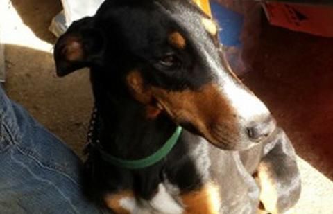Hundevermittlung Noria - Animal Happyend